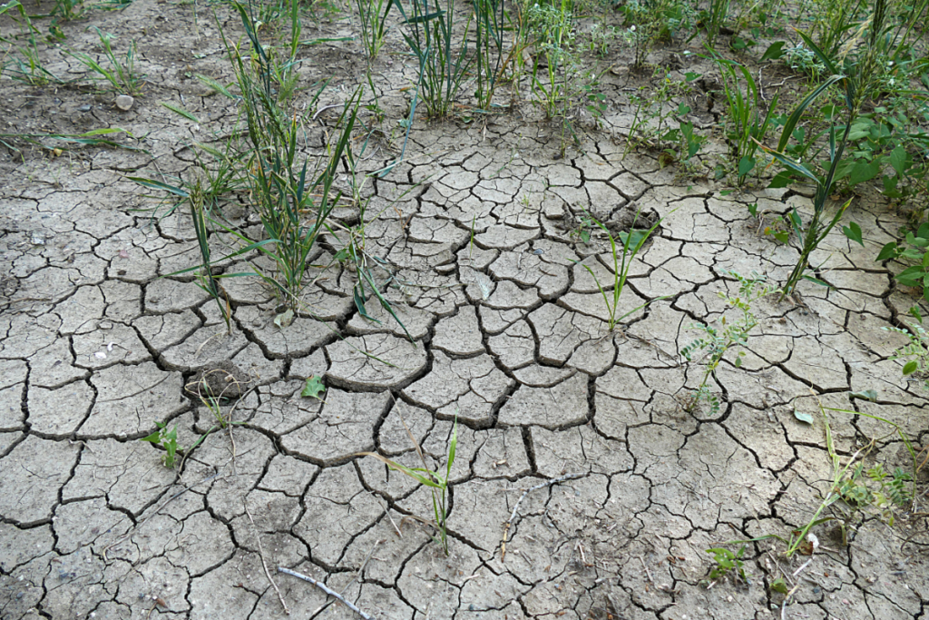 Sécheresse : Analyse, Prévention et Solutions Environnementales Expliquées